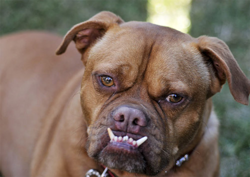 Con chó xấu xí nhất thế giới