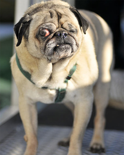 Con chó xấu xí nhất thế giới