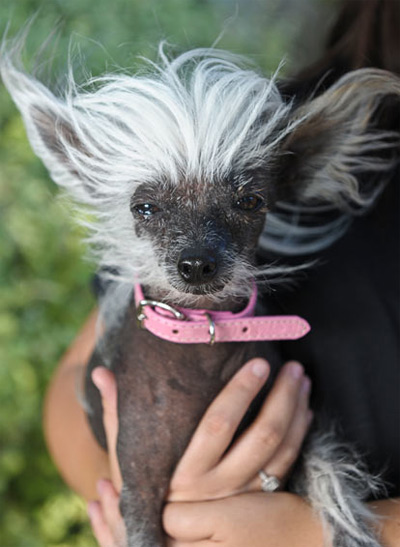 Con chó xấu xí nhất thế giới